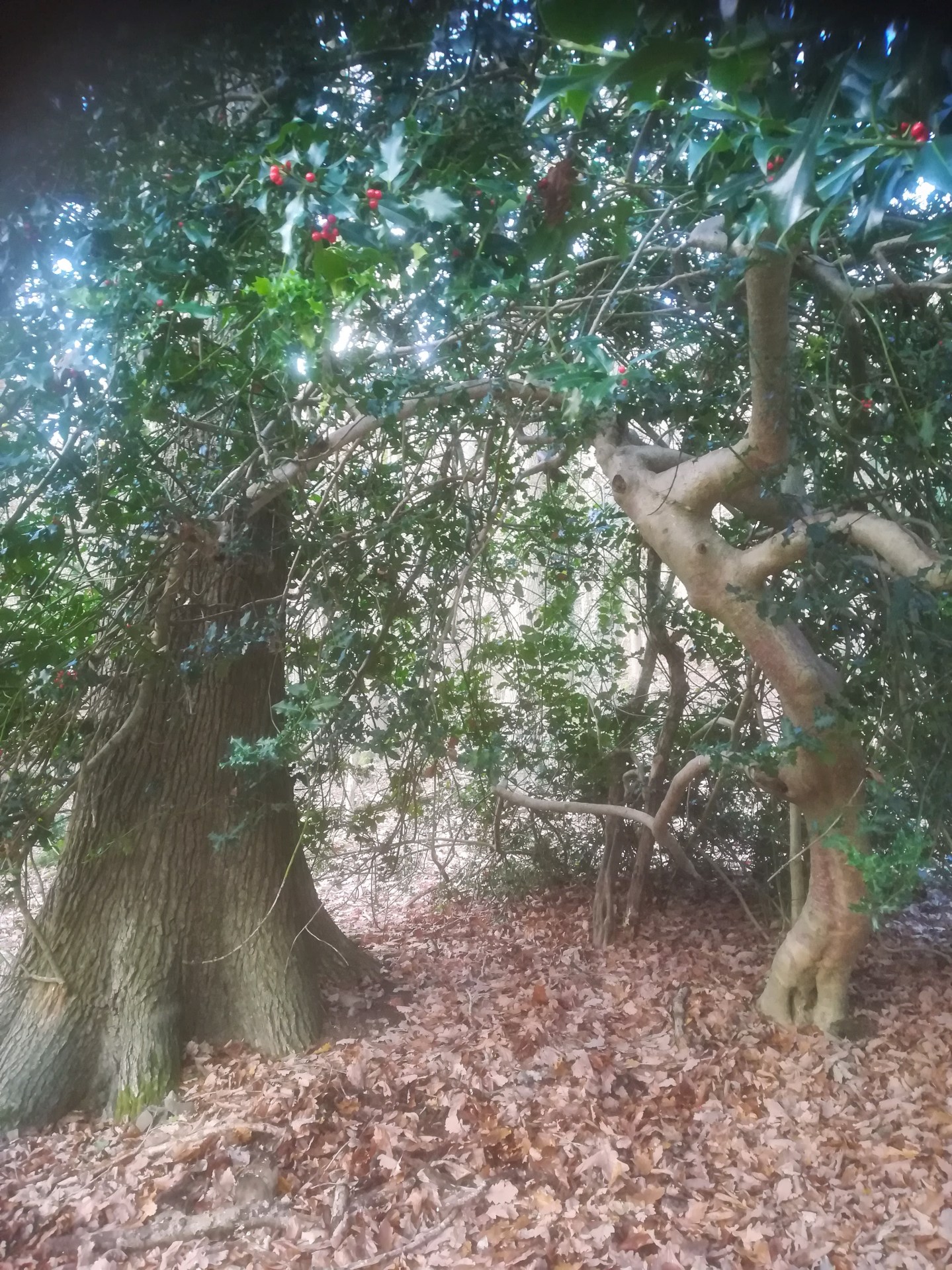 WILDWISDOM | Sending down our Roots and remembering the Soul